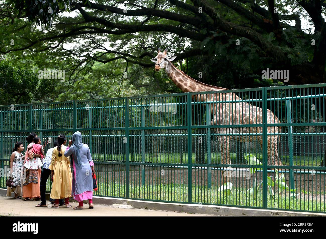201101 -- DHAKA, Nov. 1, 2020 -- People gather in front of the giraffe ...