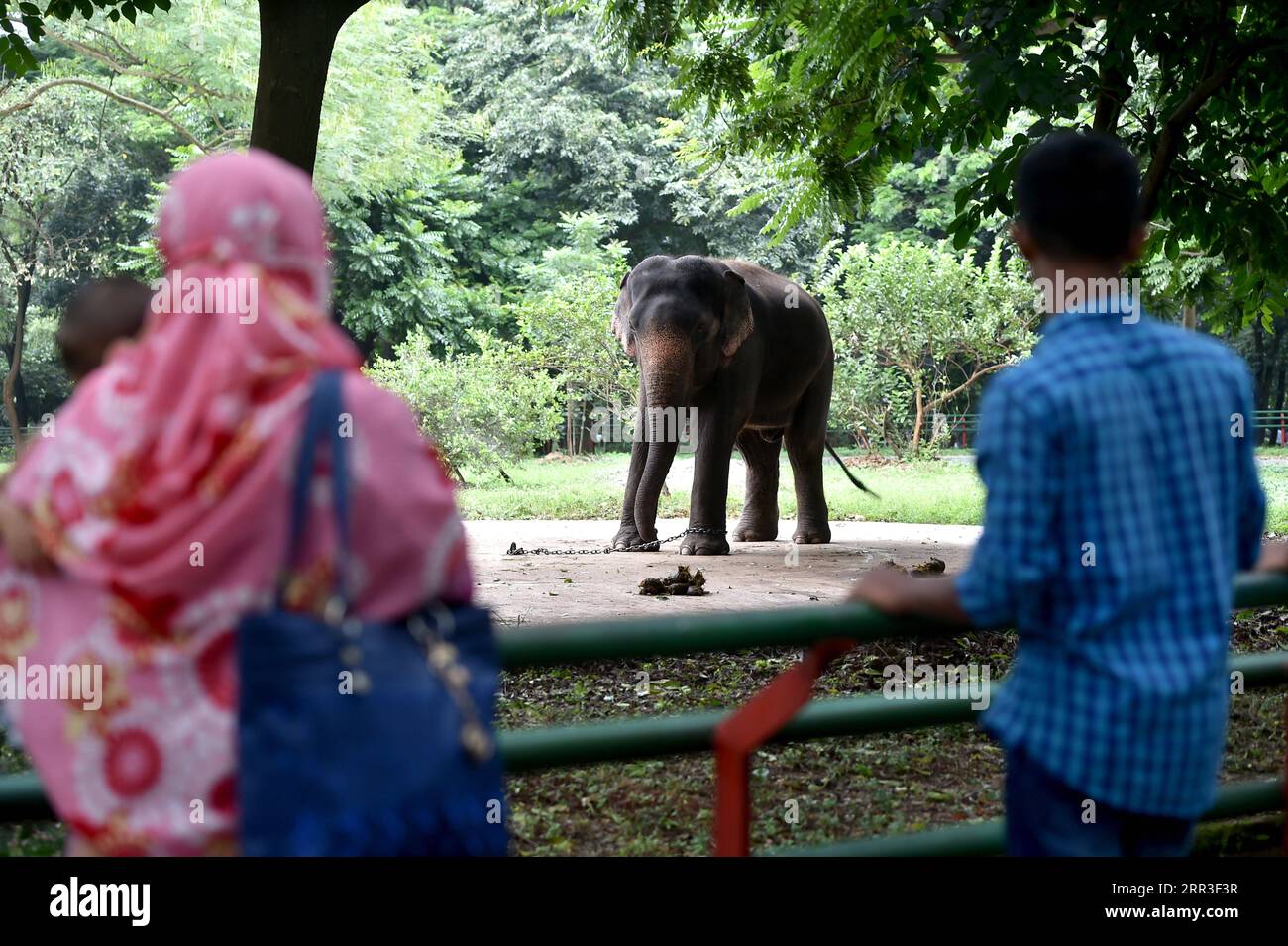 201101 -- DHAKA, Nov. 1, 2020 -- Visitors see elephant at the ...
