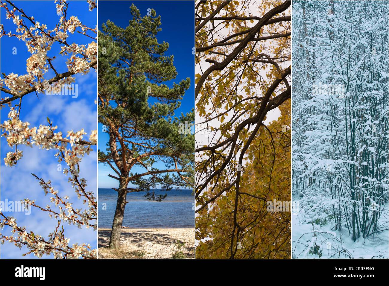 Four seasons spring summer autumn hi-res stock photography and images ...