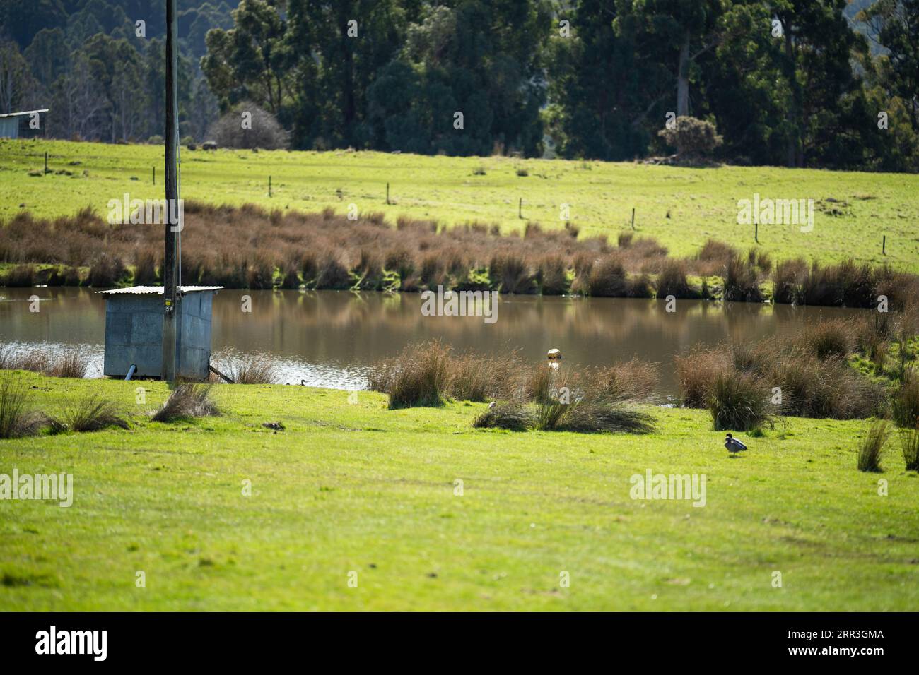full dam next to pump shed on a farm in australia Stock Photo - Alamy
