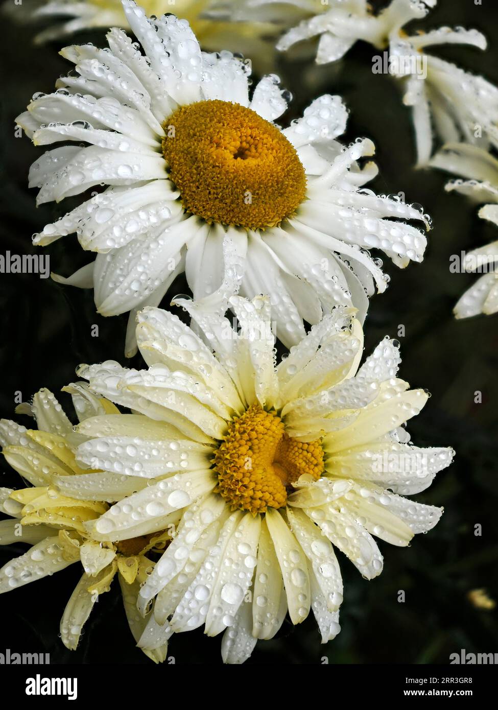 Closeup of white daisie (Anthemis) in french garden with raindrops on ...