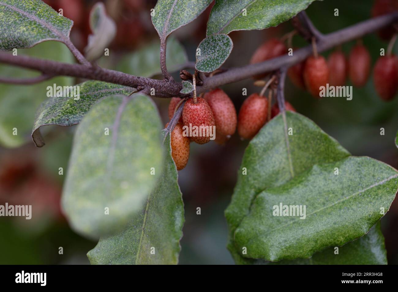 Elaeagnus pungens is a species of flowering plant in the family ...