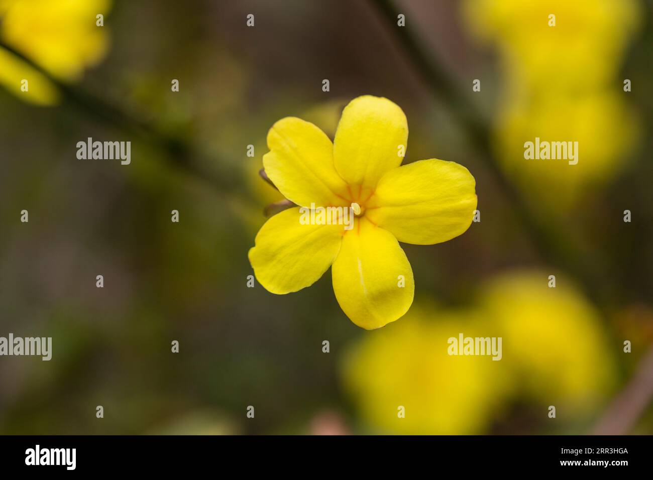 Japanese jasmine popular ornamental plant hi-res stock photography and ...