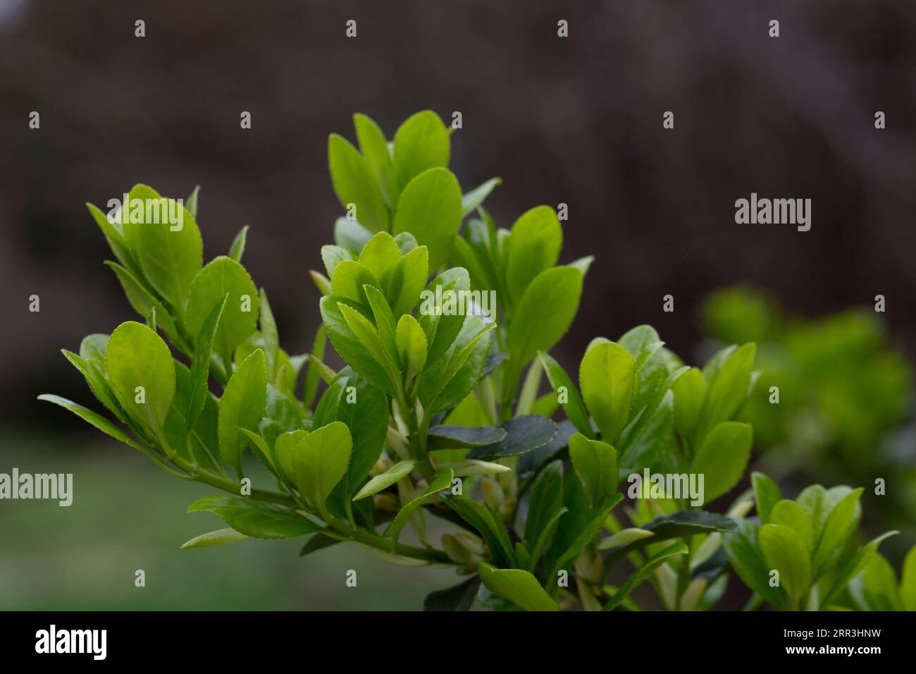 Fresh green buxus (Buxus sempervirens) leaves. Close-up of evergreen ...