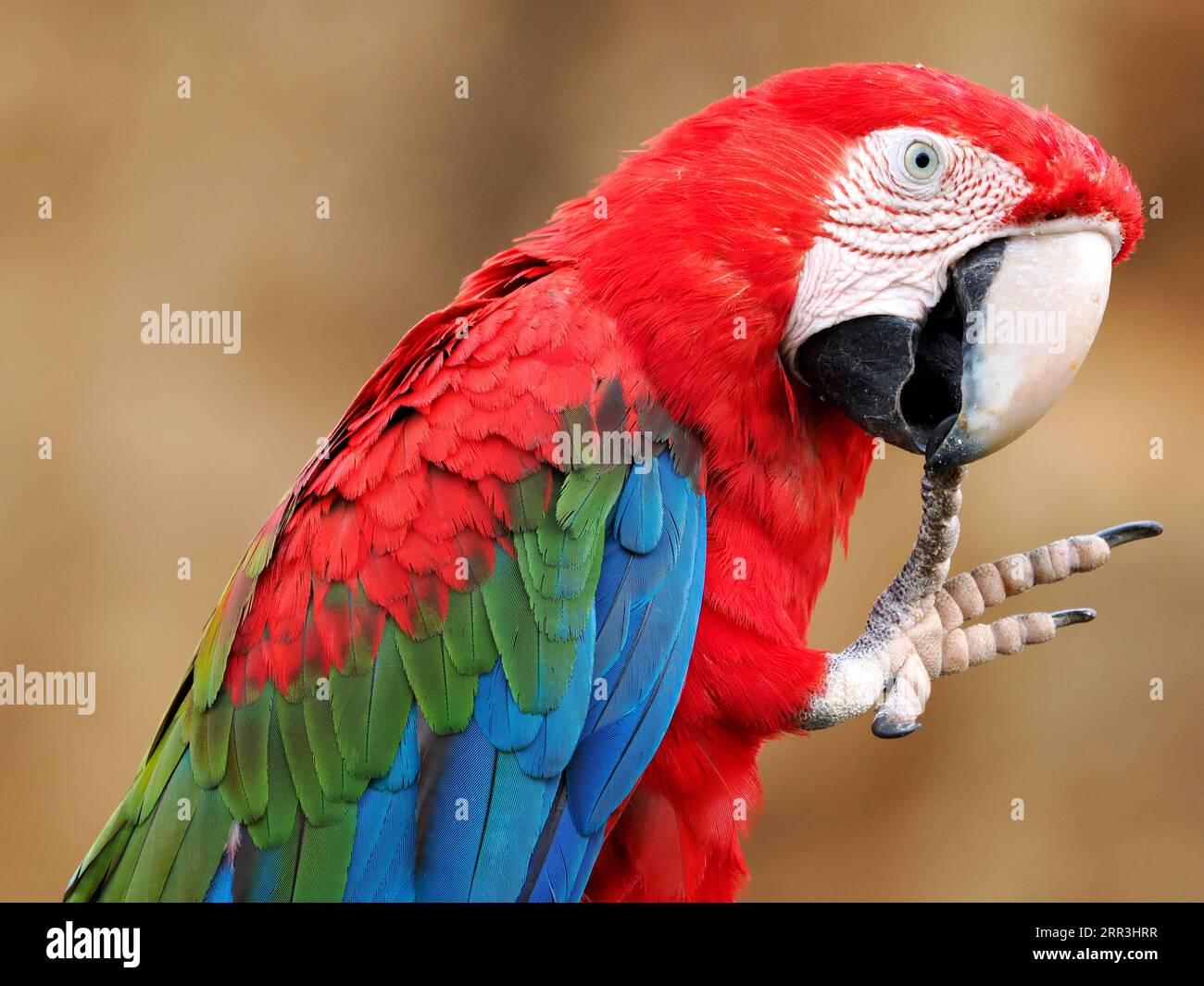 Closeup Green-winged Macaw (Ara chloroptera) seen from profile Stock ...