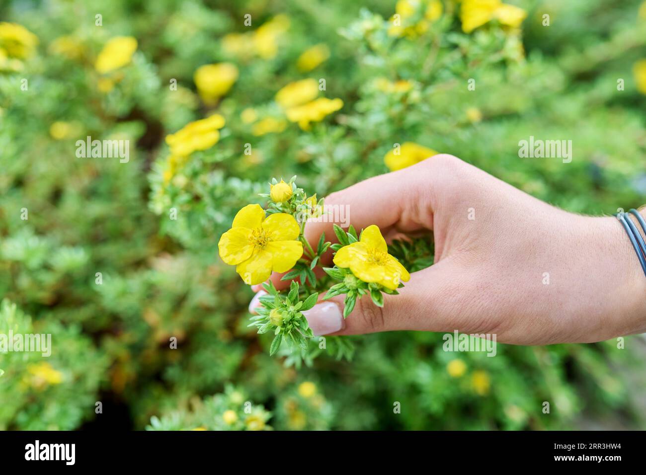 Shrub cinquefoil potentilla fruticosa hi-res stock photography and ...