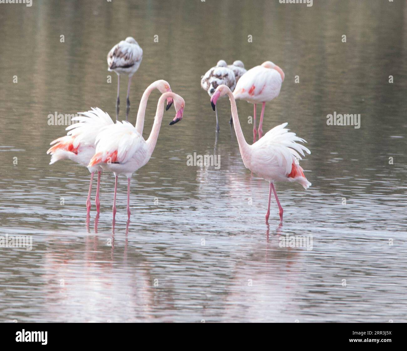 Oroklini lake hi-res stock photography and images - Alamy
