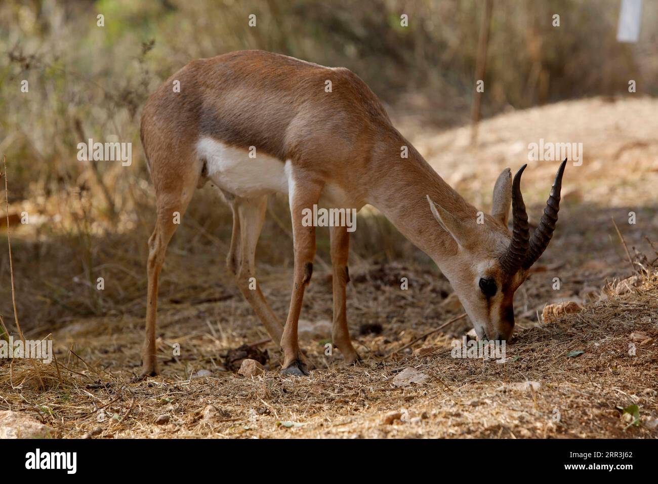 201104 -- JERUSALEM, Nov. 4, 2020 -- A gazelle is seen inside the ...