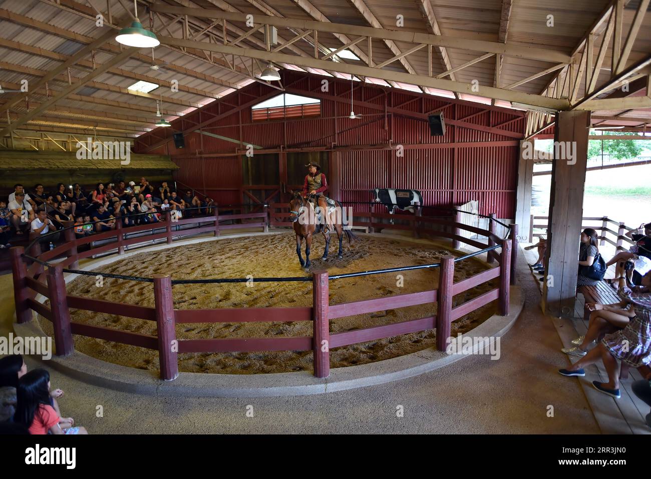 Chok Chai Farm; Thailand - Jun 2; 2019: Cowboy show at Chok Chai Farm ...