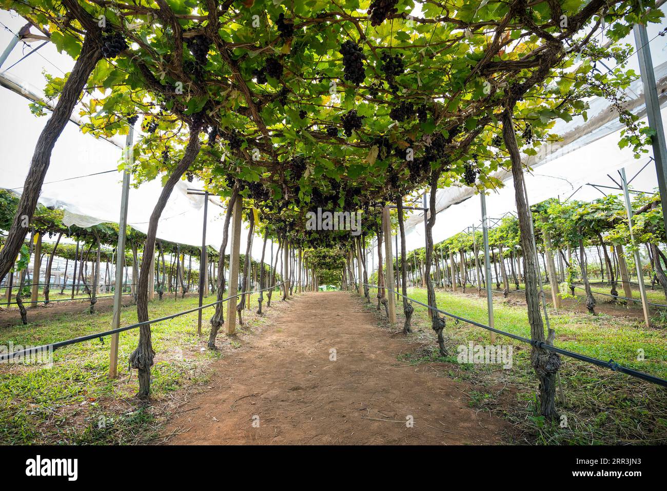 Agriculture of wine grapes in PB Valley Khao Yai, Northern Thailand ...