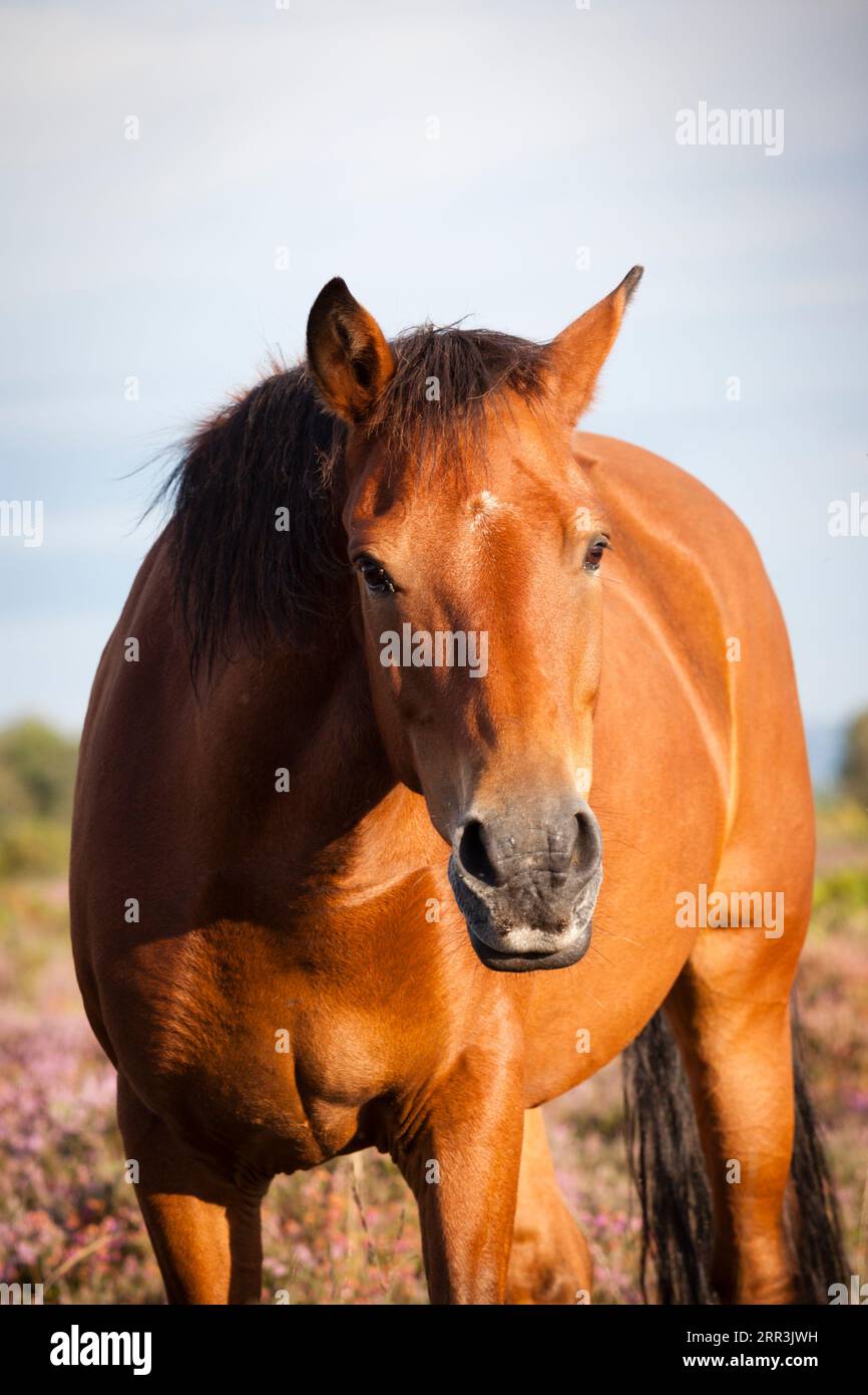 New Forest pony amongst the heather on Ibsley Common Stock Photo - Alamy