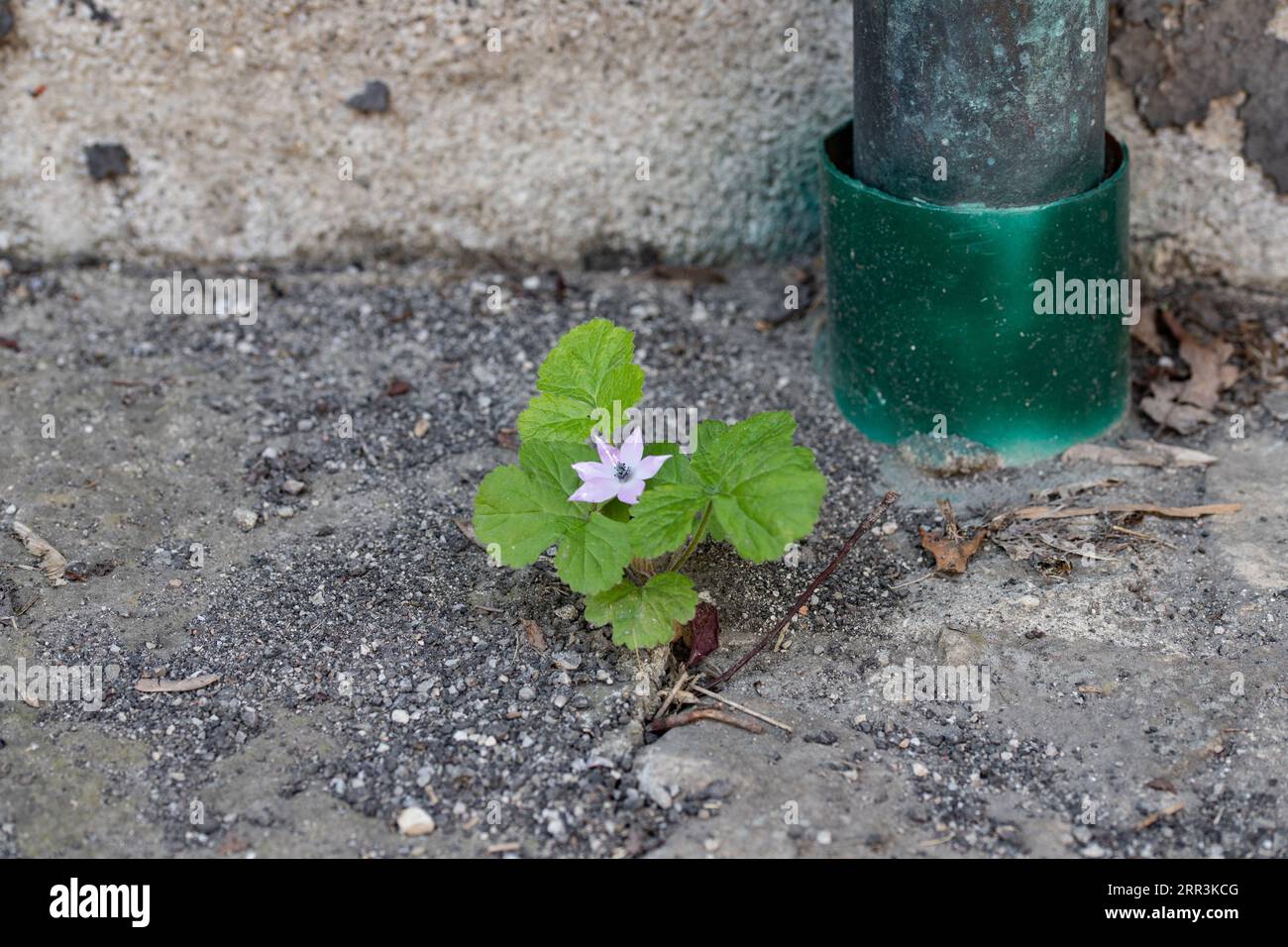 A flower blooms unexpectedly from the asphalt, a resilient symbol of ...
