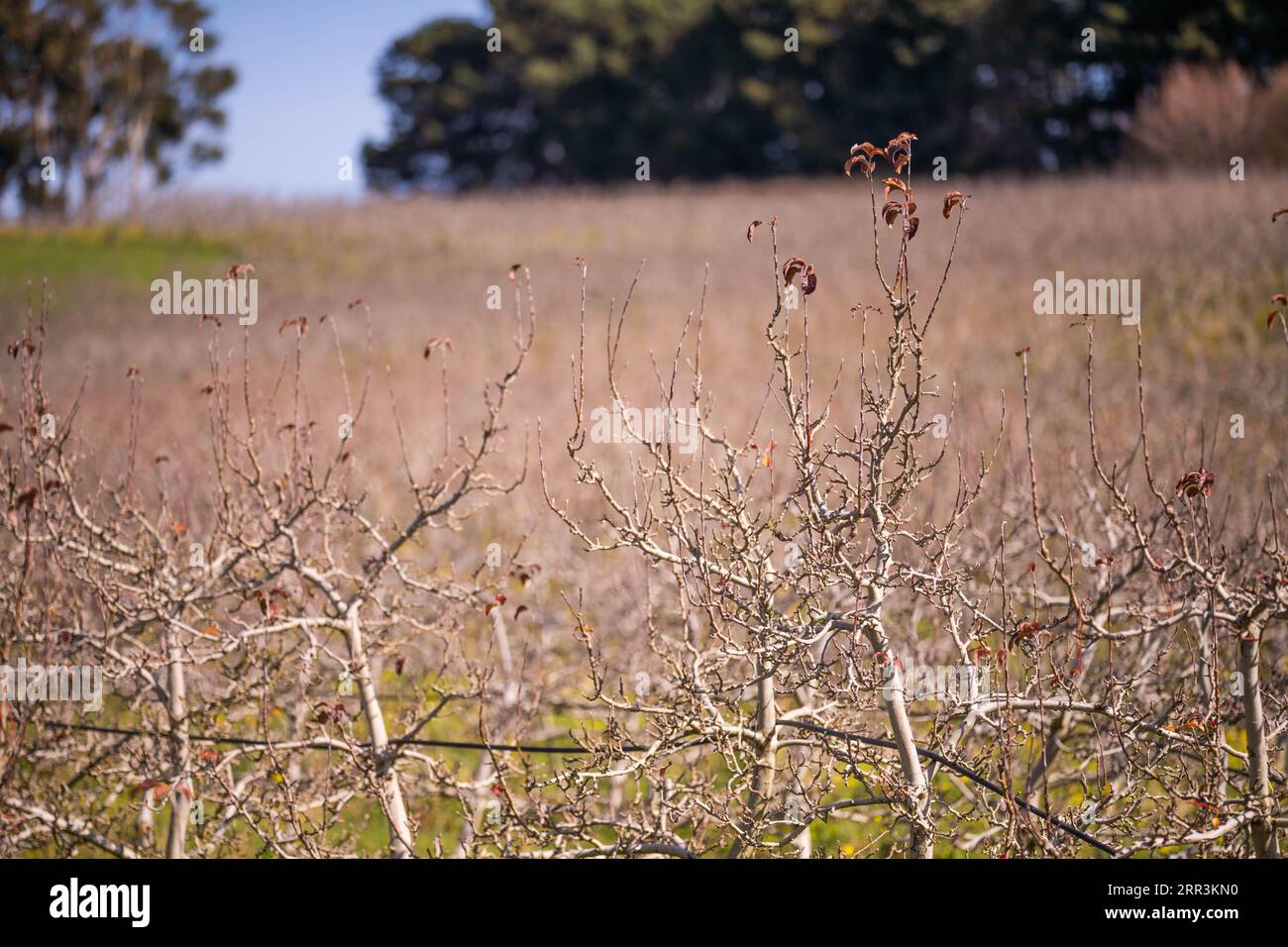 Rows of prune trees hi-res stock photography and images - Alamy