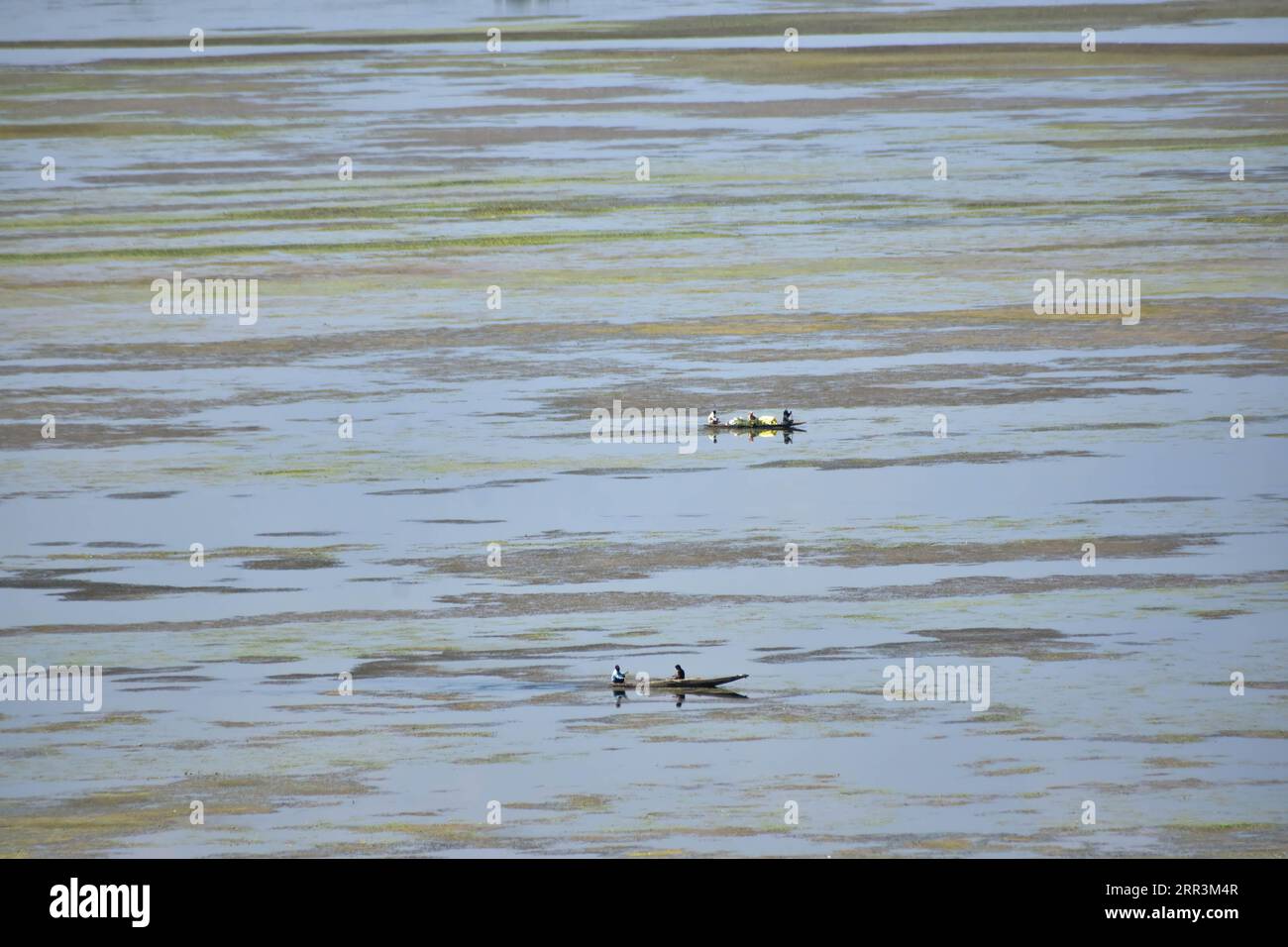 Boatmen row their boats across the polluted Wular lake during a sunny ...