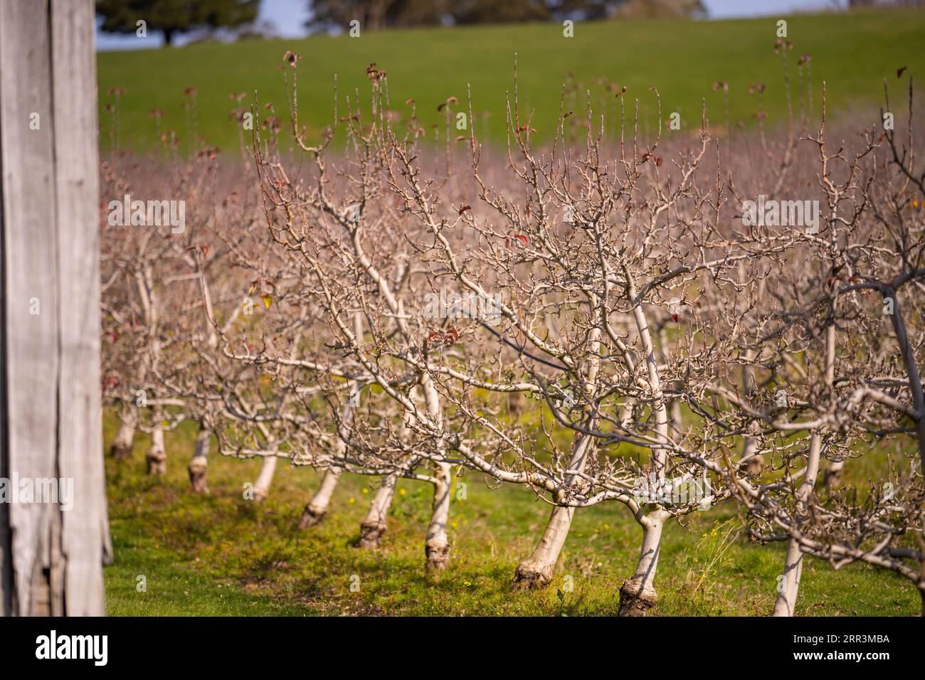 apple trees in an orchard on a farm in australia Stock Photo - Alamy