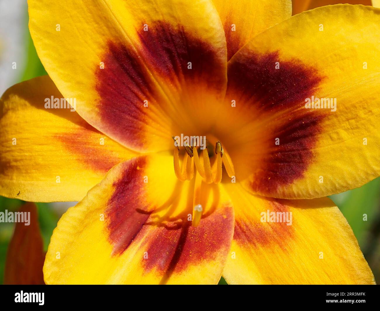 Macro of yellow daylily (hemerocallis) with the stamens Stock Photo - Alamy