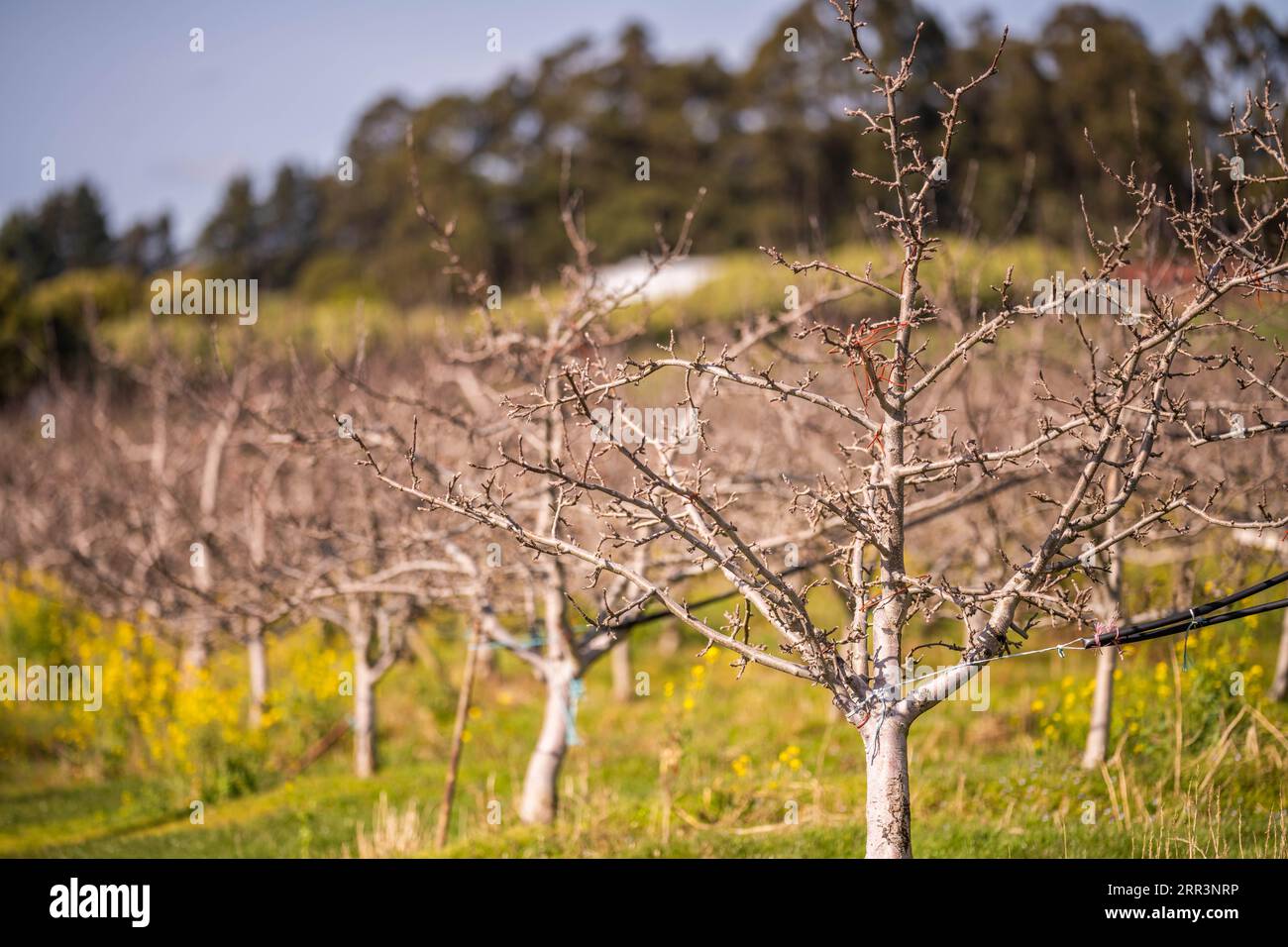 Rows of prune trees hi-res stock photography and images - Alamy