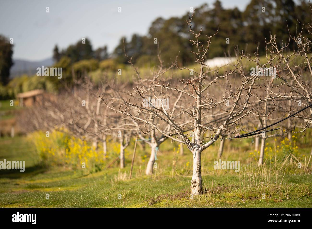 Switzerland apple trees fruit trees hi-res stock photography and images ...