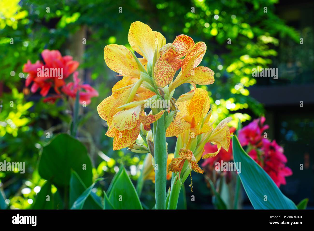 Colorful tropical Canna lily flowers in Thailand Stock Photo - Alamy