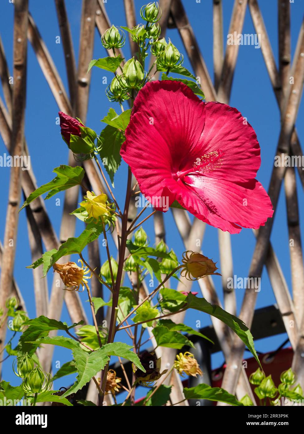 Closeup of red rose mallow (Hibiscus moscheutos) with large flower and ...