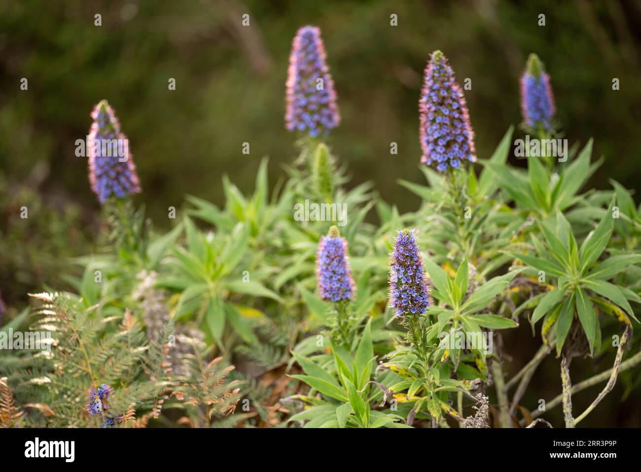 Tall blue flower spikes hi-res stock photography and images in ...