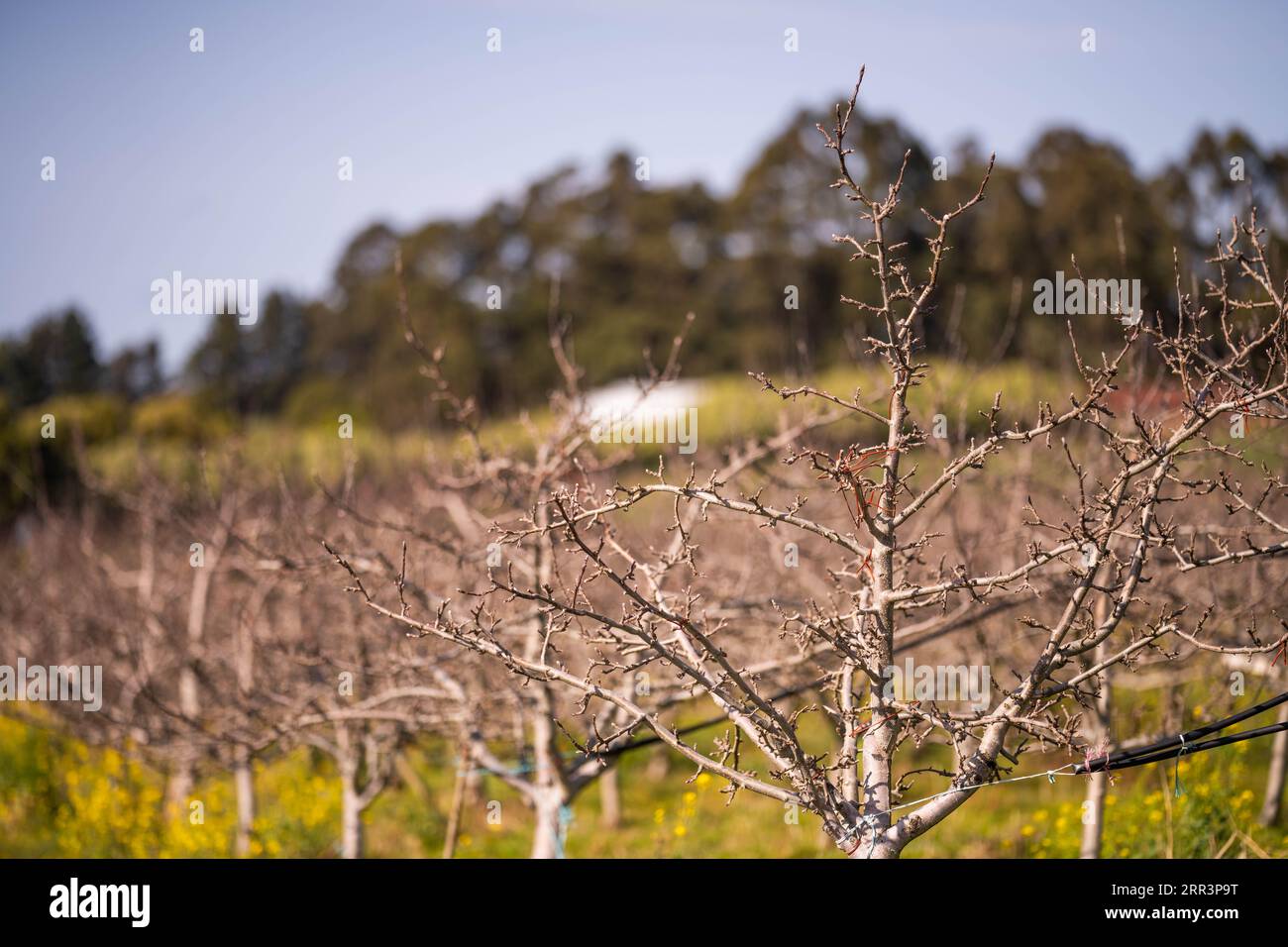 apple trees in an orchard on a farm in australia Stock Photo - Alamy