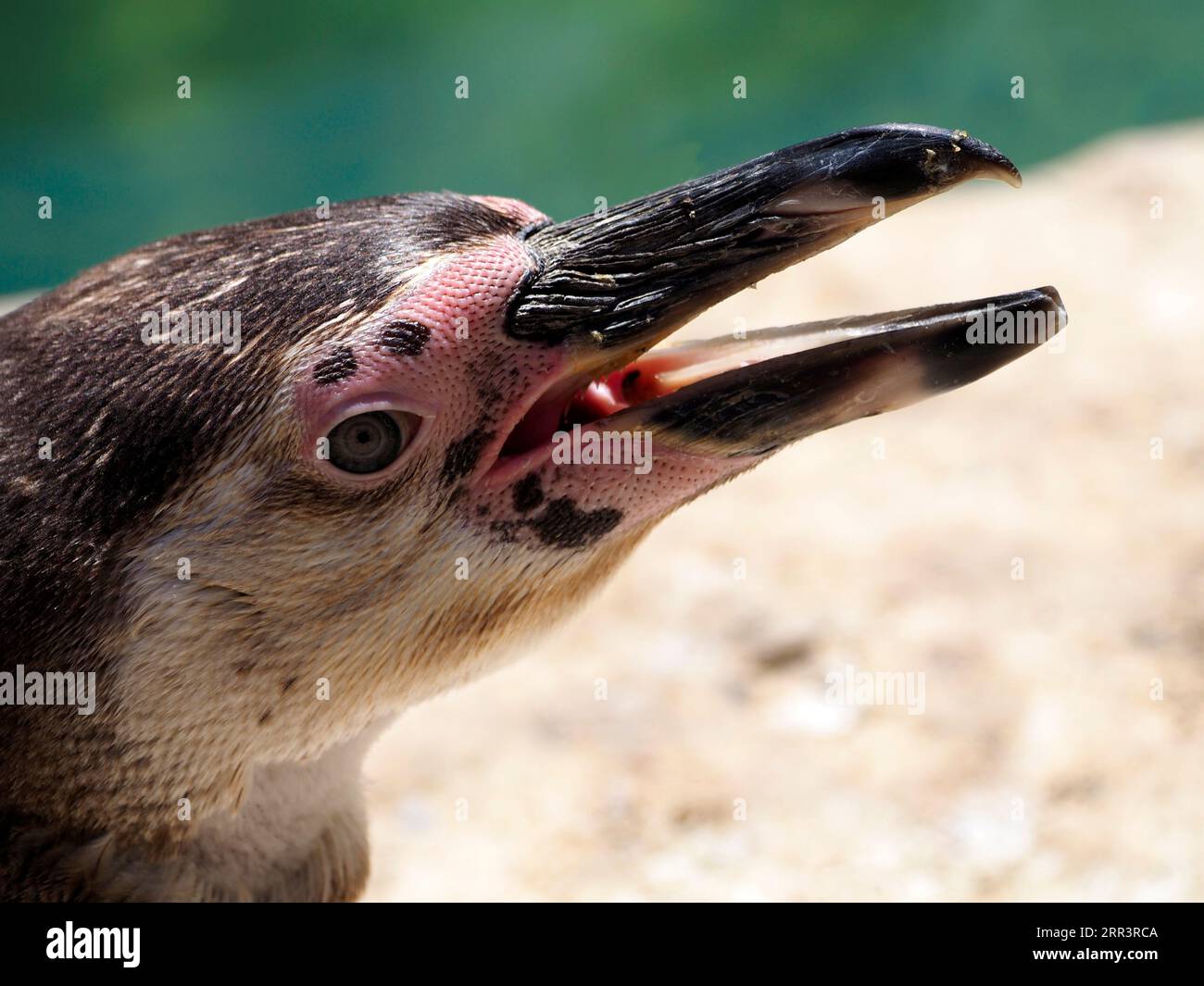 Closeup penguin beak hi-res stock photography and images - Alamy