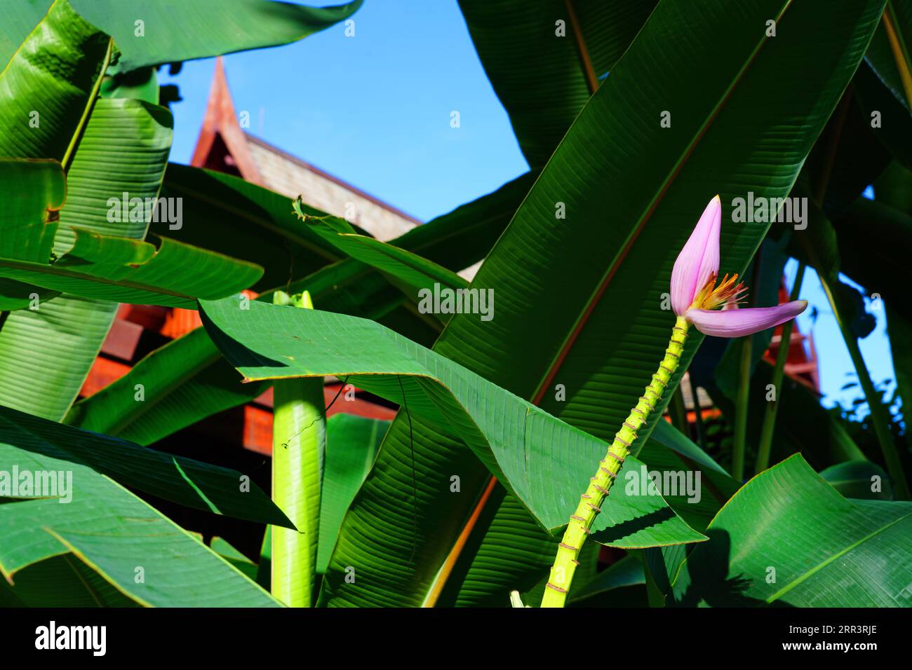A Pink Flowering Banana flower (Musa Ornata) growing in Thailand Stock ...