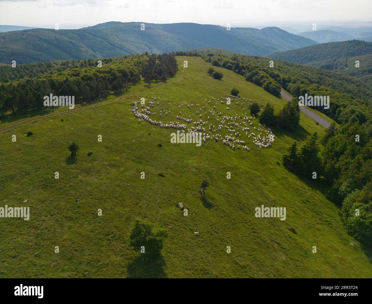 Aerial view on sheep flock hi-res stock photography and images - Alamy