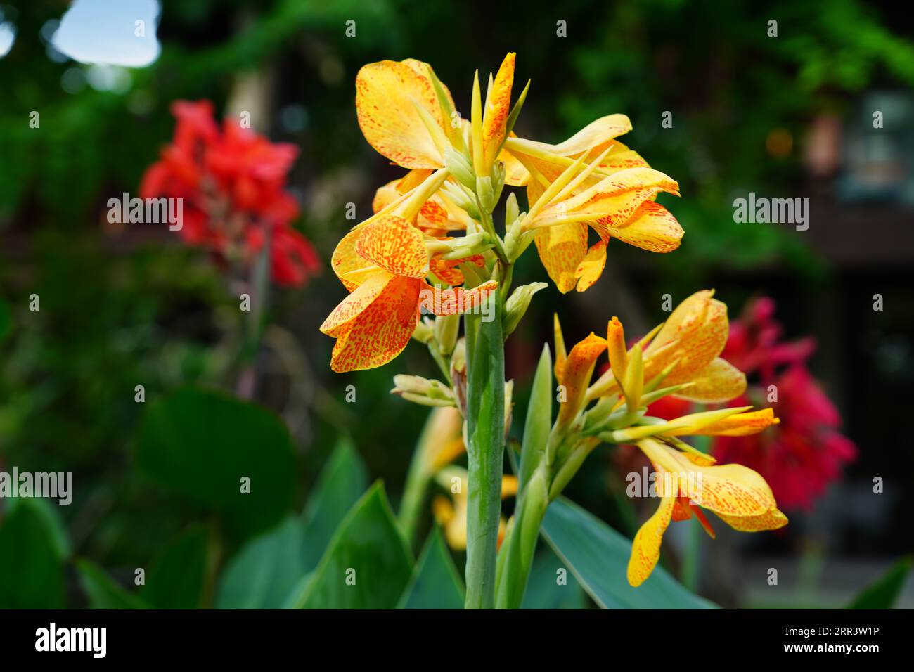 Canna lily bulb hi-res stock photography and images - Alamy