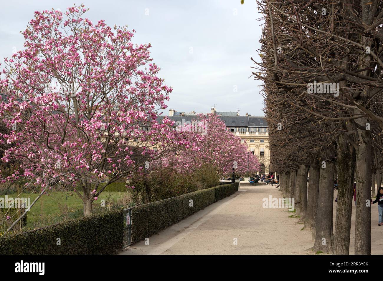 Flowering tree in the garden of the Palais Royal, Paris France Stock ...