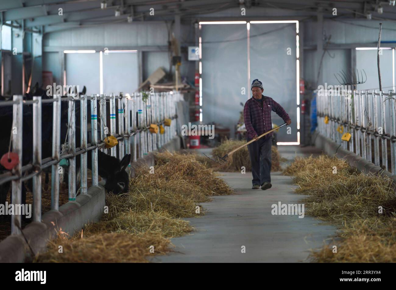 201114 -- URUMQI, Nov. 14, 2020 -- A villager feeds donkeys at a donkey ...