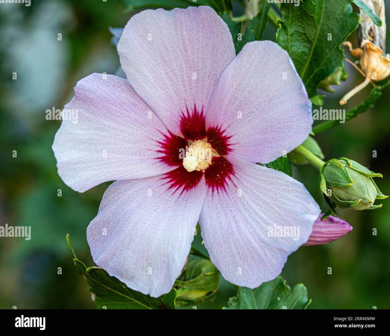 Rose of Sharon Stock Photo - Alamy