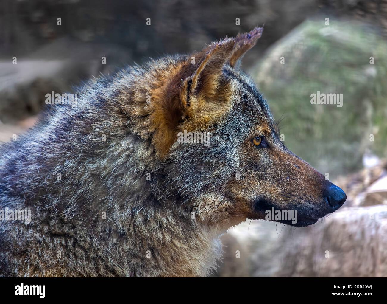 The wolf Canis lupus is a member of the mammalian order known as ...