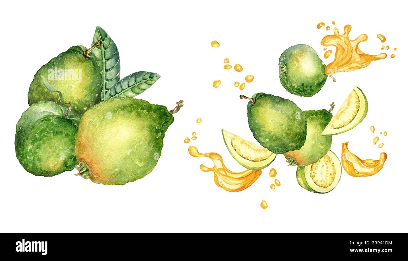 Set of whole guavas, slices and half with juice splash watercolor ...