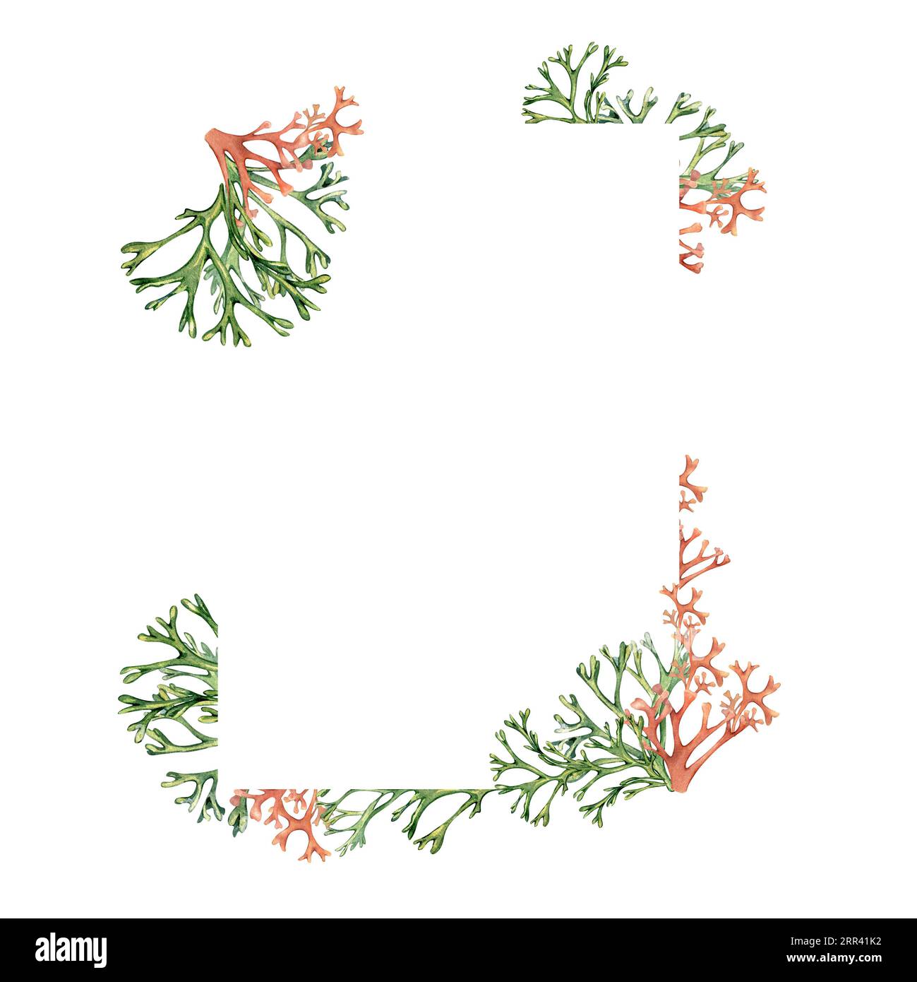 Frame of sea plant rhodymenia watercolor illustration isolated on white ...
