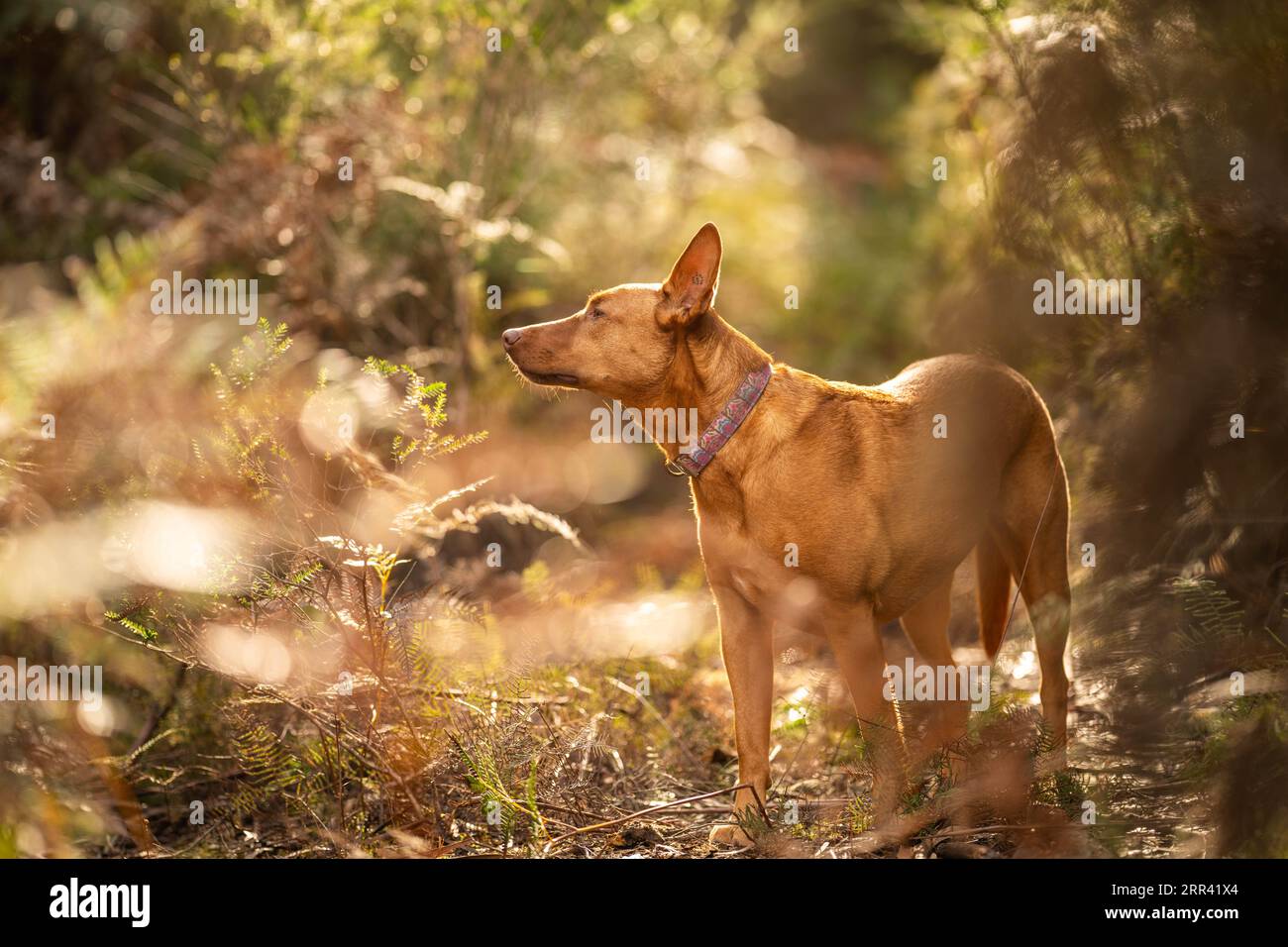 beautiful kelpie in the bush in australia. tan dog in spring Stock ...