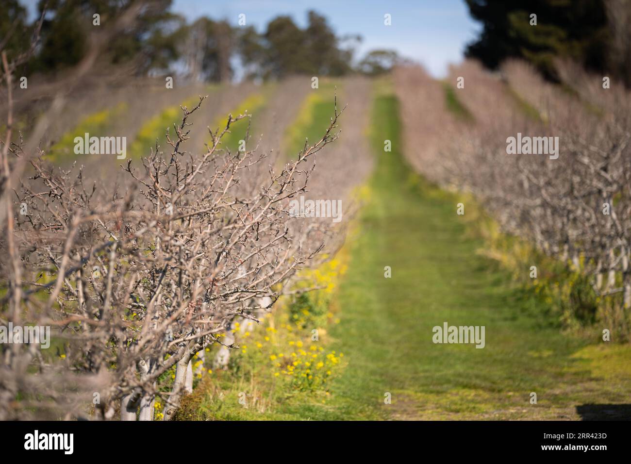 apple trees in an orchard on a farm in australia Stock Photo - Alamy