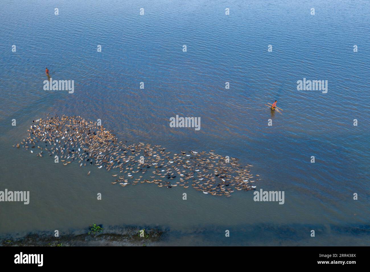 Duck farmers herd their flock of domestic ducks on the Nikli Haor in ...