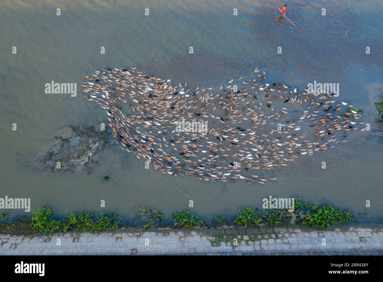Duck farmers herd their flock of domestic ducks on the Nikli Haor in ...