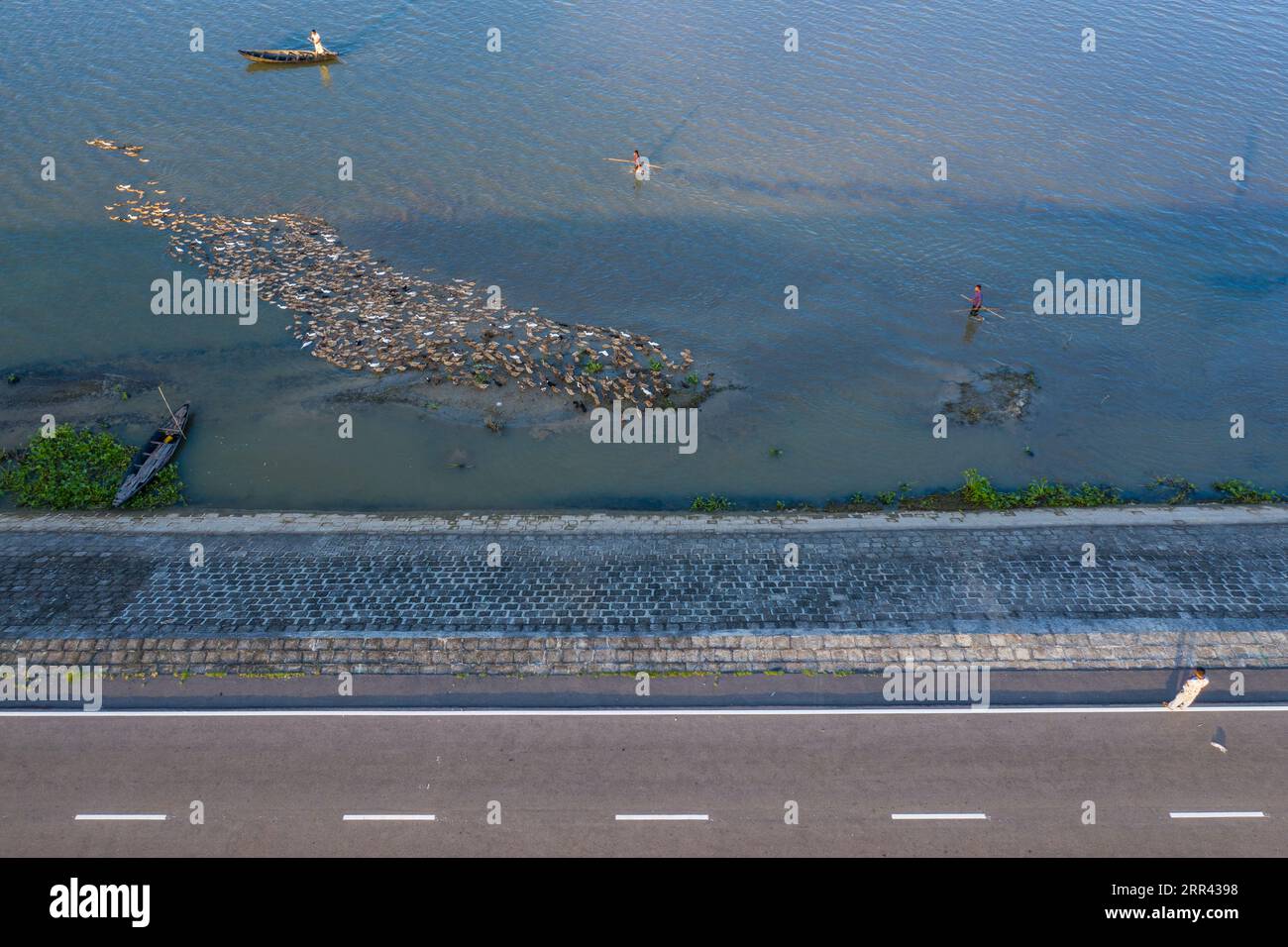 Duck farmers herd their flock of domestic ducks on the Nikli Haor in ...