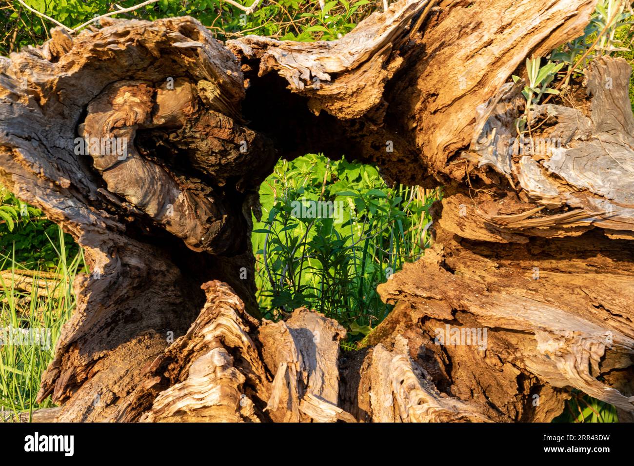 WA23540-00...WASHINGTON - View through an old root ball along the ...