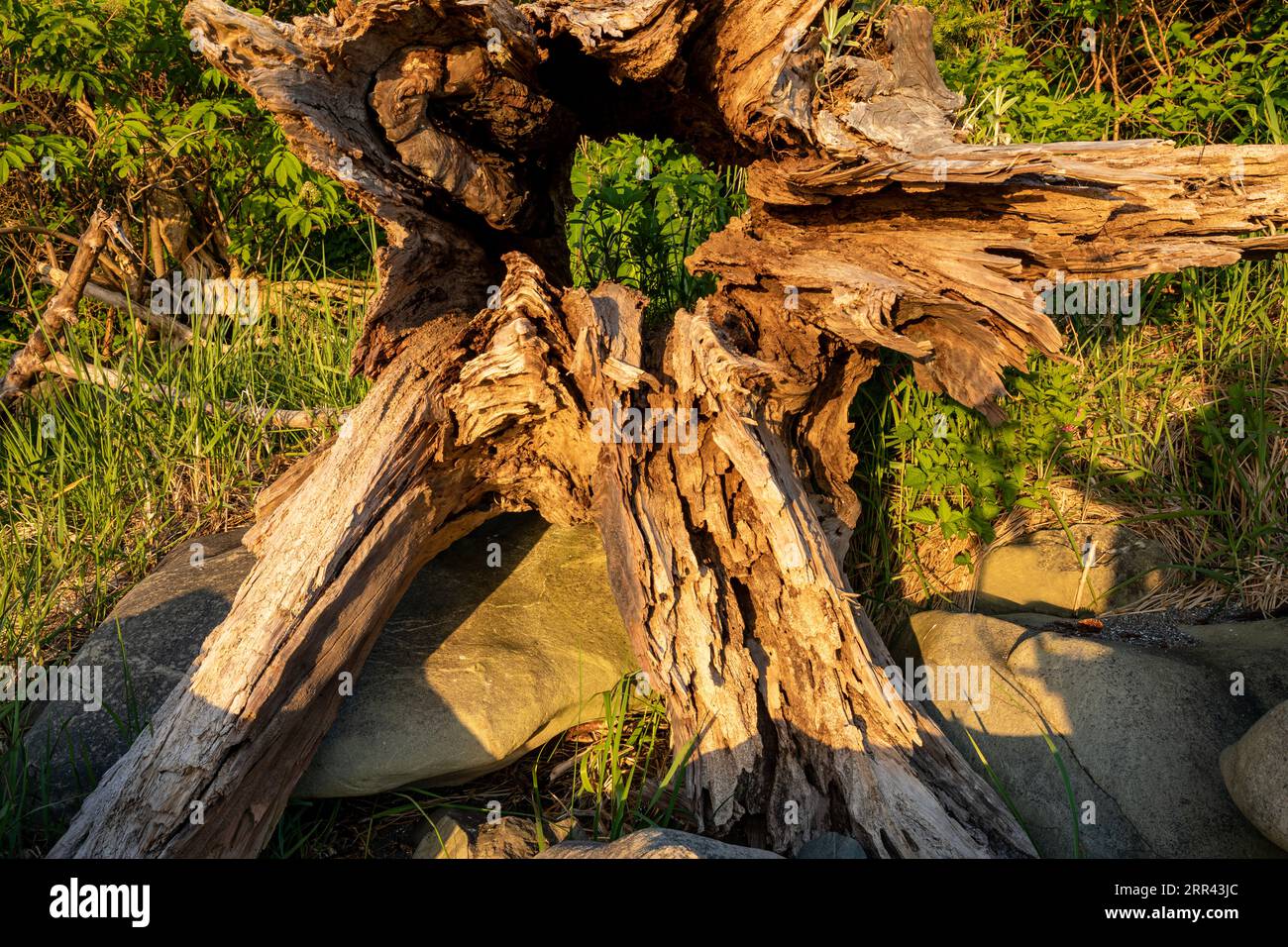WA23541-00...WASHINGTON - View through an old root ball along the ...