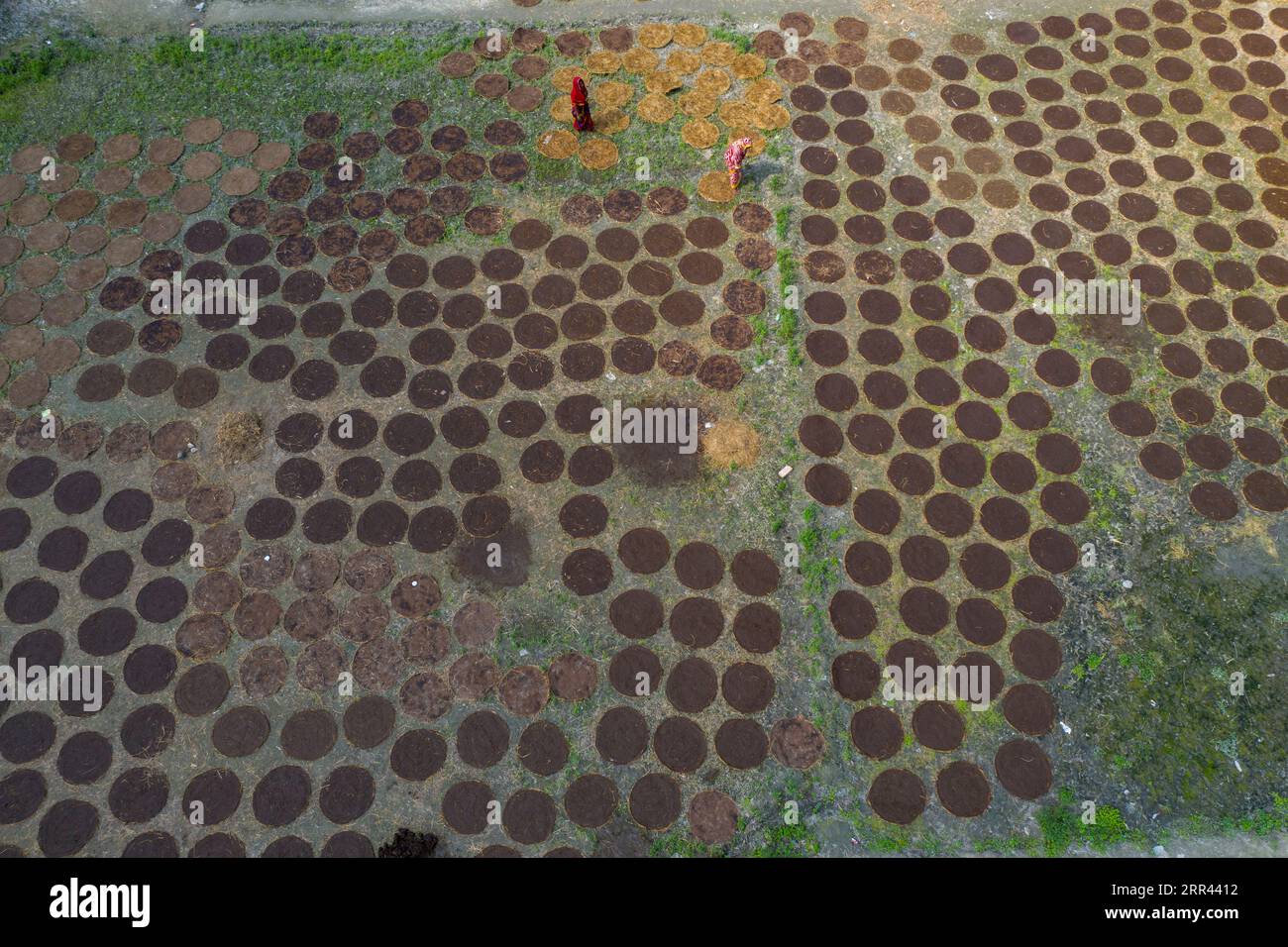 Cow dung bangladesh hi-res stock photography and images - Alamy