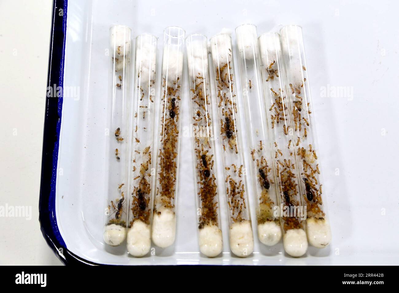 Turkey and ants hi-res stock photography and images - Alamy