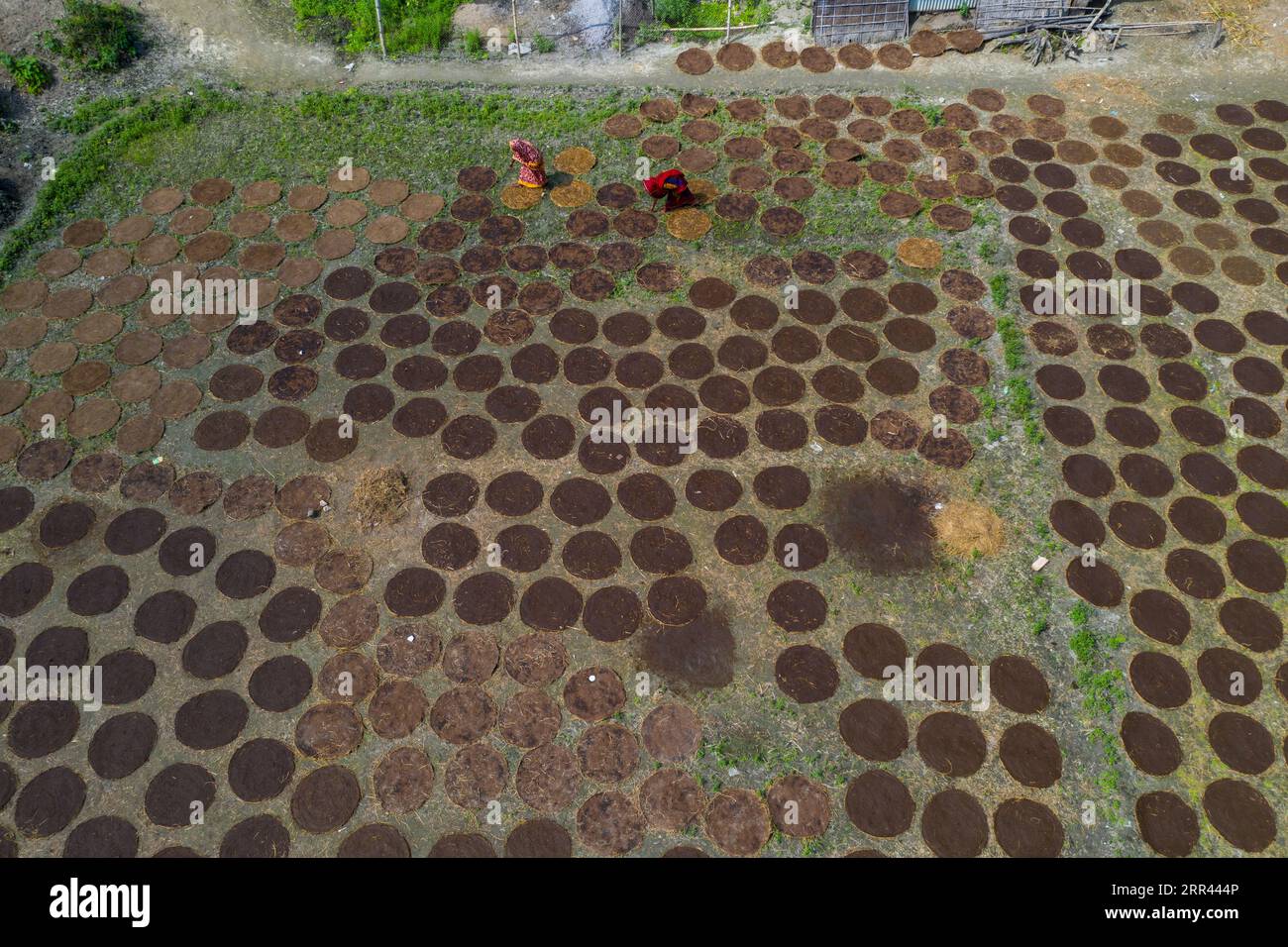 Rural women drying cow dung to be used for fuel for cooking. Austogram ...