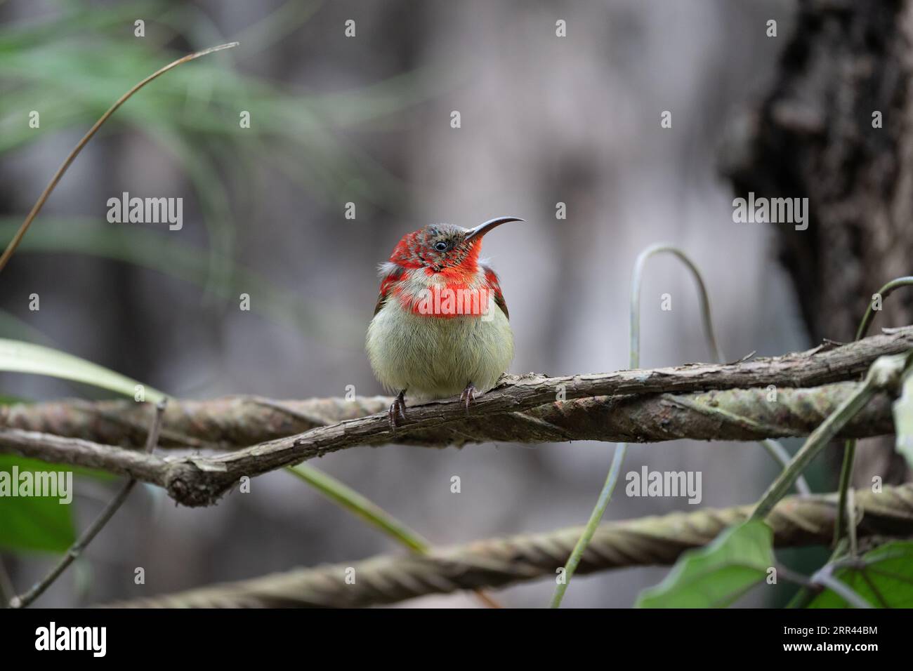 A cheerful Palestinian bird perched on a thin, leafy tree branch in a ...