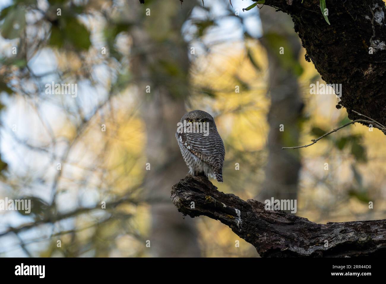 A magnificent pygmy owl atop a barren branch amongst a backdrop of ...