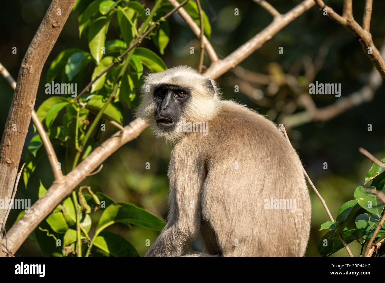A close-up shot of a monkey perched on a branch in the wilderness of ...