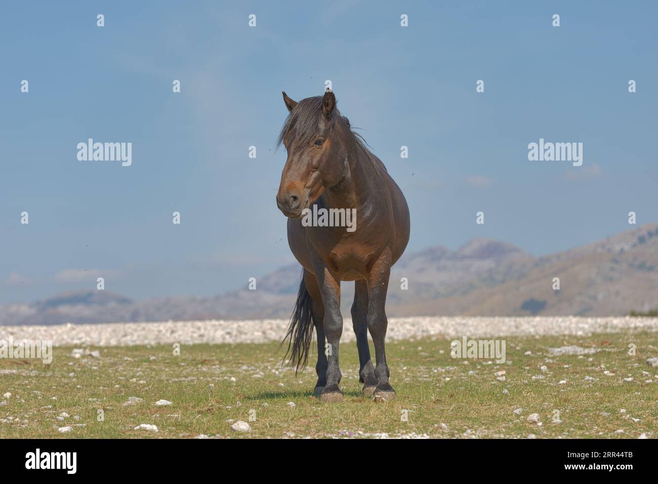 Black bile hi-res stock photography and images - Alamy